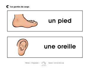 Géniepublication | Catalogue | Affiches des parties du corps